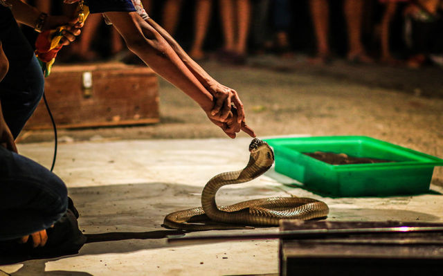 Cropped image of hands touching cobra on | ID: 91278933