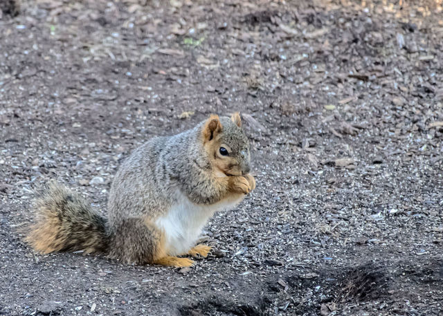 Close-up of squirrel sitting on ground | ID: 103592977