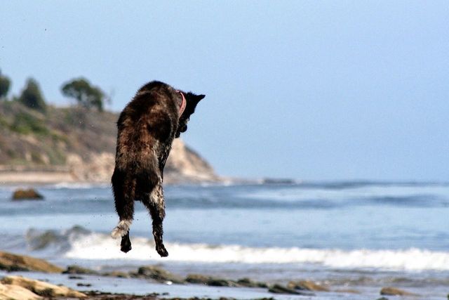 Rear view of dog jumping at beach | ID: 15095663