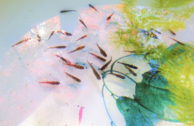 High angle view of fish swimming in sea | ID: 151467905