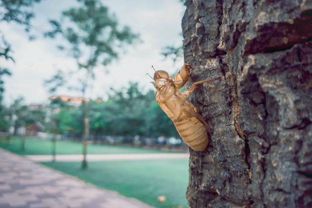 Close-up of insect on tree | ID: 131644708