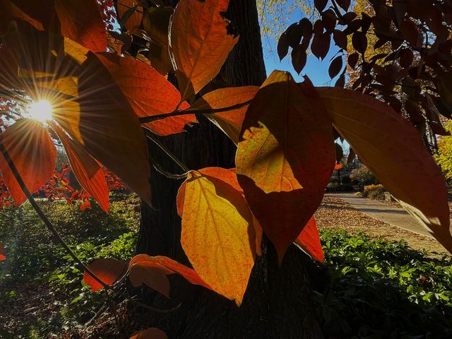 autumn 210445137 | Beautiful photography on EyeEm