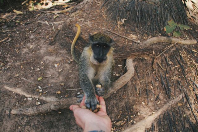 Monkey Hand pictures | Curated Photography on EyeEm