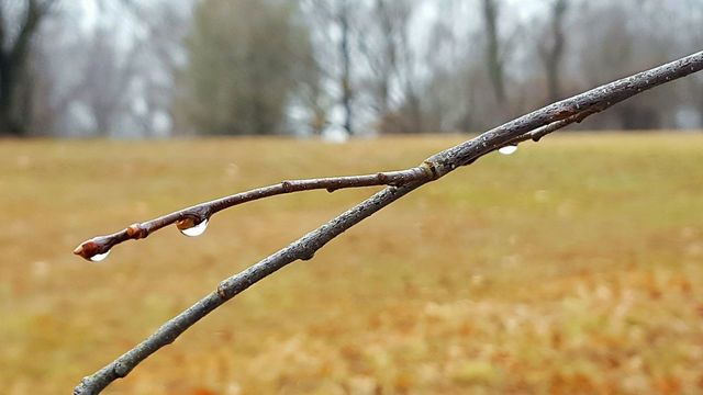 Close-up of wet stem | ID: 99716570