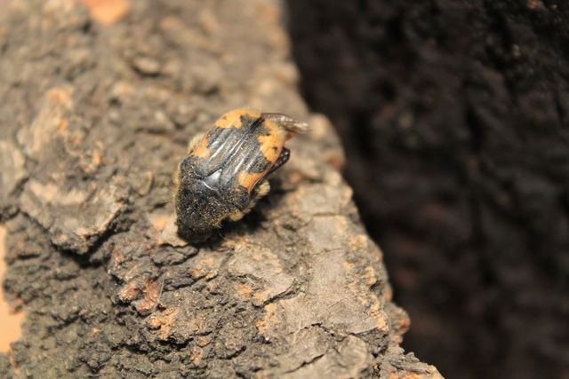 Close-up of an insect | ID: 140611150