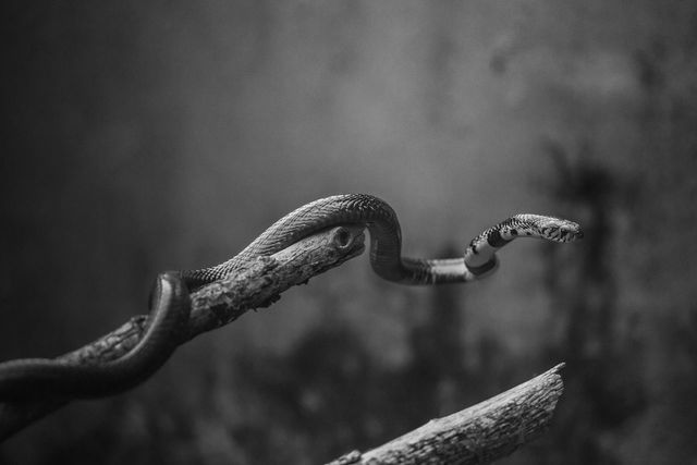 High angle view of snake on branch | ID: 135461600