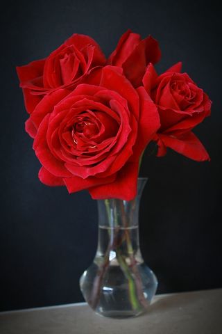Close-up of red roses in vase | ID: 96729241