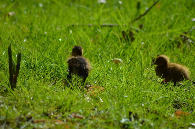 Ducks on field | ID: 117863900