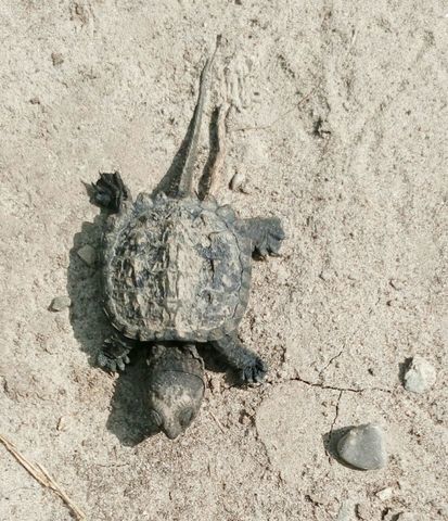 Close-up of turtle on sand | ID: 92985491
