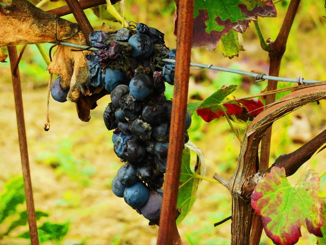 Close-up of rotten grapes at vineyard | ID: 100822492