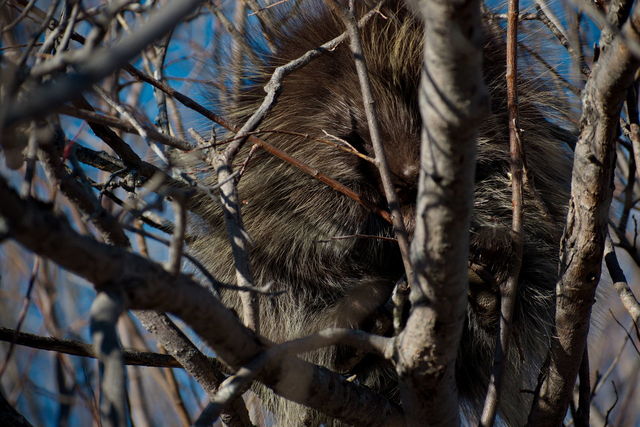 Low angle view of an animal on tree | ID: 128073499