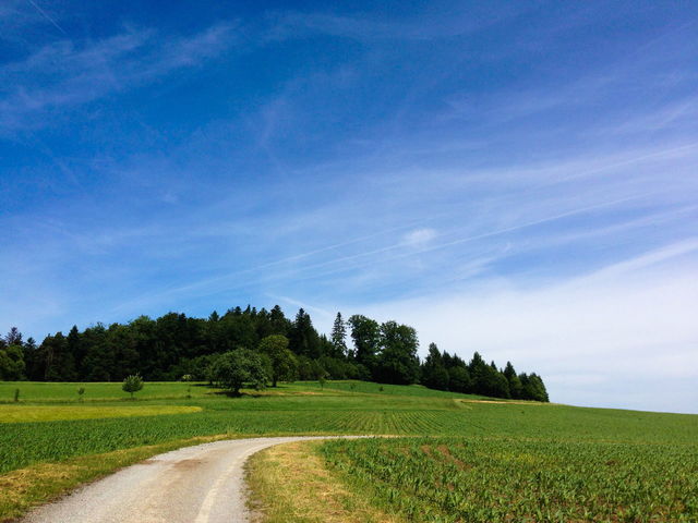 Scenic view of field against blue sky | ID: 117595674
