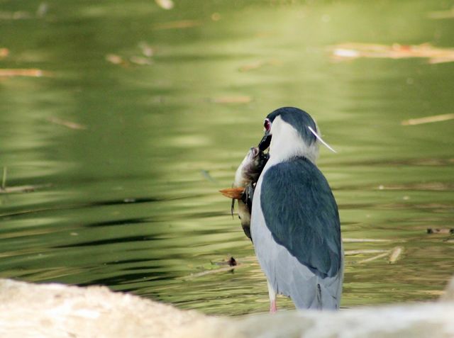 Bird carrying fish in mouth at lakeshore | ID: 79494219