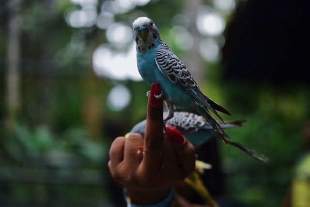 Close-up of hand holding bird perching on | ID: 98381143