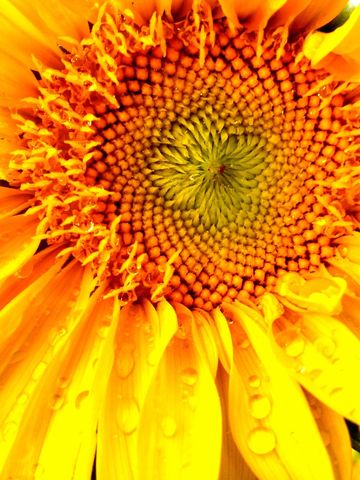 Close-up of orange flower | ID: 98690129