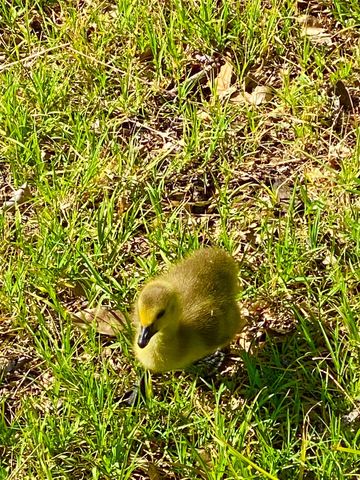 View of a bird in field | ID: 159669902