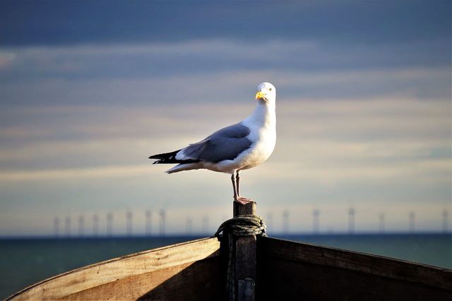 Seagull perching on shore against sea | ID: 120827486