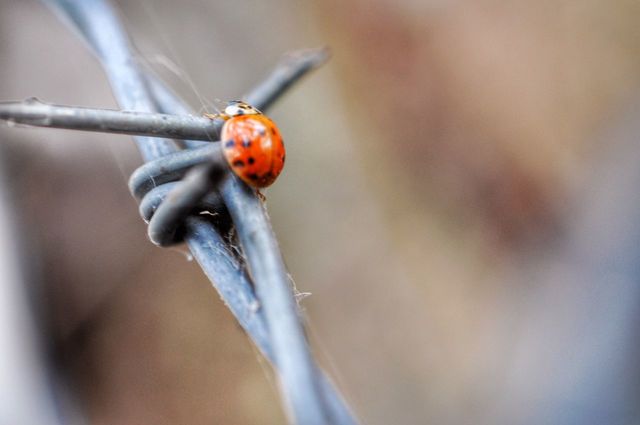 Close-up of ladybug | ID: 128098204