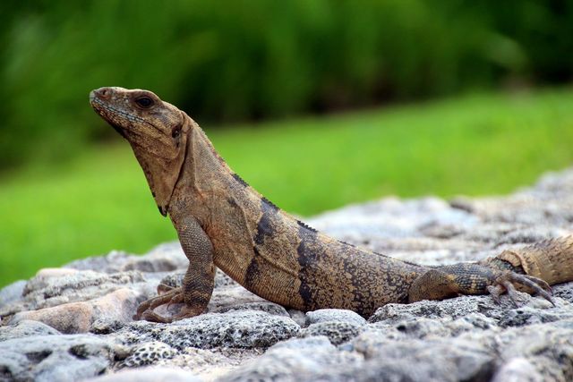 Close-up side view of a lizard on rock | ID: 125066820