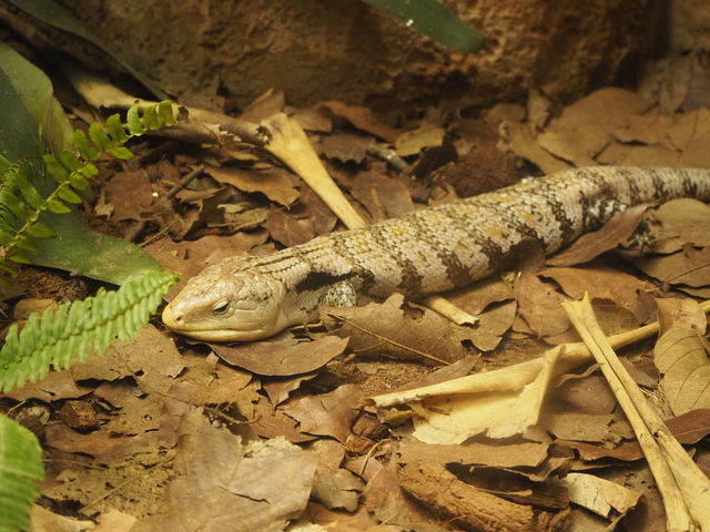 High angle view of snake on field | ID: 142591161