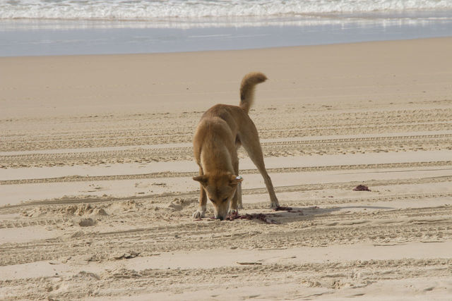Close-up of dingo at beach | ID: 93062619