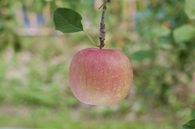 Close-up of red fruit on tree | ID: 111831054