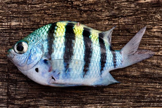 High angle view of fish in container | ID: 144037855