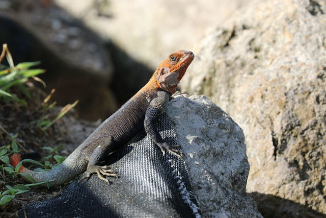 Close-up of a lizard on rock | ID: 150087766