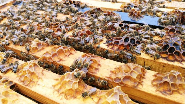 Close-up of bee hive | ID: 137125665