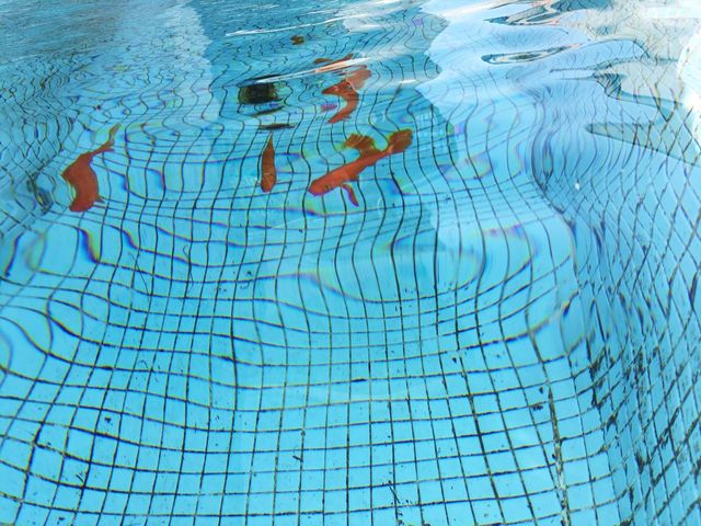 Full frame shot of fishes swimming in pool | ID: 126312764