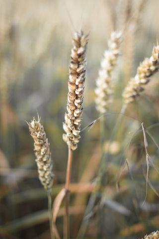 Close-up of stalks in field against blurred | ID: 165770712