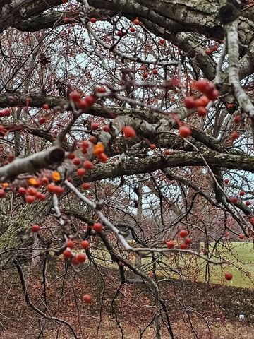 tree 211269630 | Beautiful photography on EyeEm