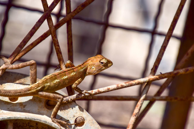 Close-up of lizard on rusty metal | ID: 134961594
