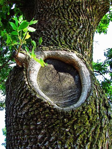 Close-up of tree stump on branch | ID: 111261935
