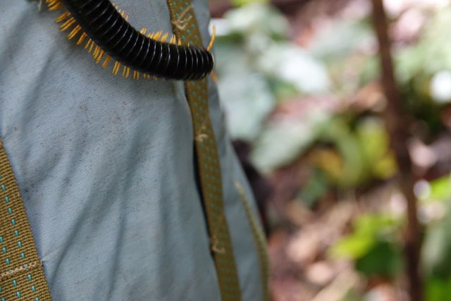 Close-up of caterpillar on textile | ID: 125394203