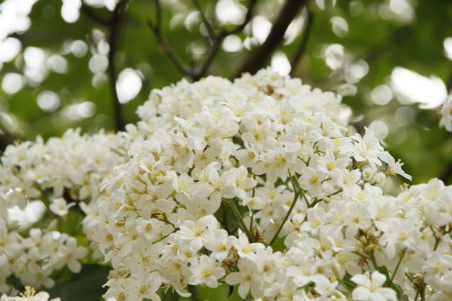 Close-up of white flowering plant | ID: 150611924