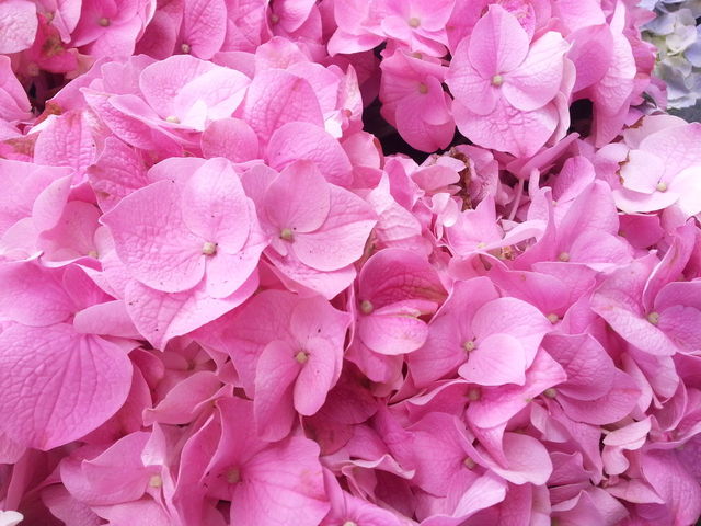 Full frame shot of pink peony flowers | ID: 105868429
