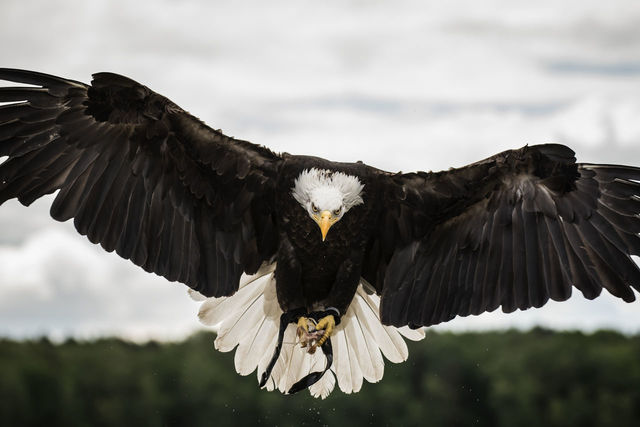 Close-up of eagle flying against sky | ID: 106162244
