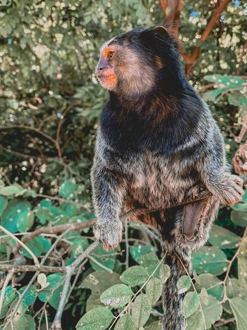 View of monkey | ID: 139867077