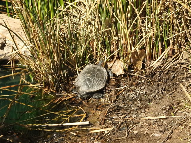 High angle view of shell on grass | ID: 156921180