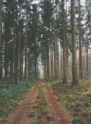 Dirt track along trees in the forest | ID: 79534366