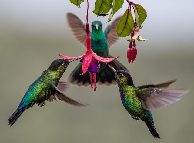 Close-up of birds eating pollen in flower | ID: 133430709