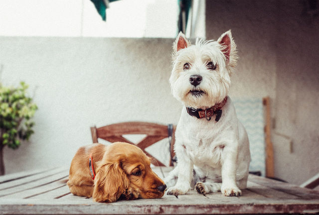 Cute dogs sitting on table outdoors | ID: 129557734
