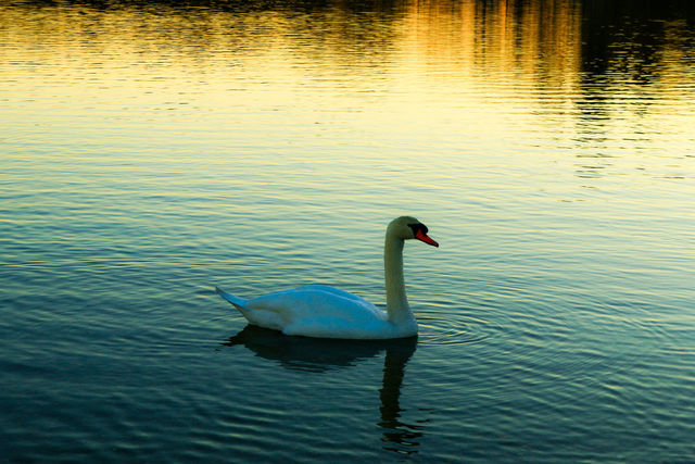 Swan floating on lake | ID: 106879387