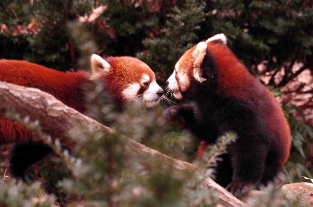 Close up of animal in forest | ID: 78015030