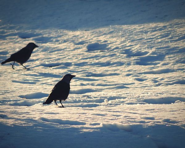 Ravens perching on snow field | ID: 99710295