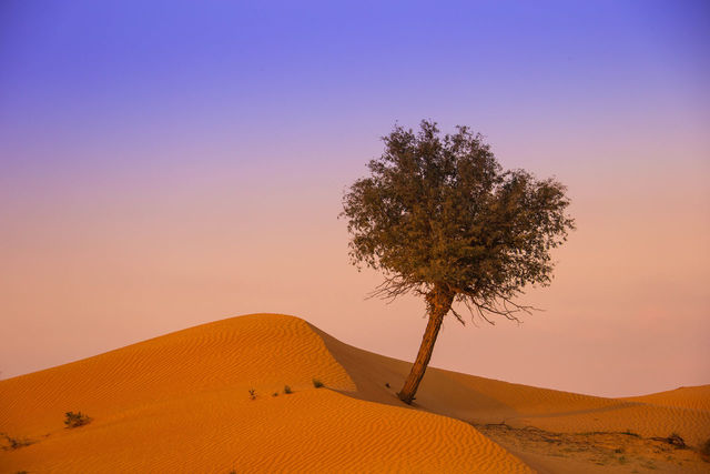 Tree on sand dune against clear sky | ID: 98185966