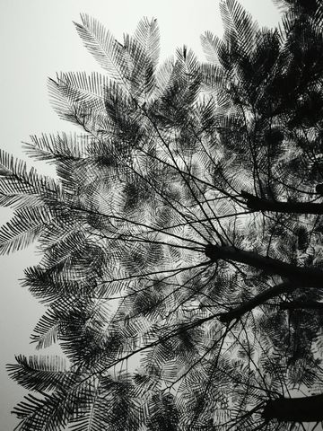 Low angle view of branches against sky | ID: 100836190