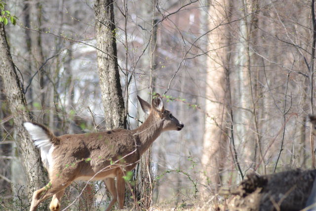 Deer standing against trees at forest | ID: 103861277