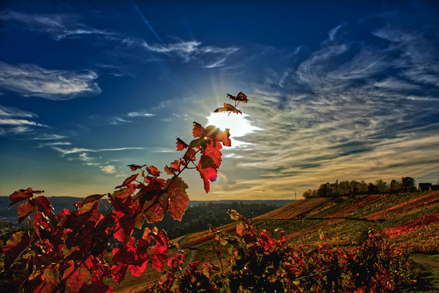 Rotenberg pictures | Curated Photography on EyeEm